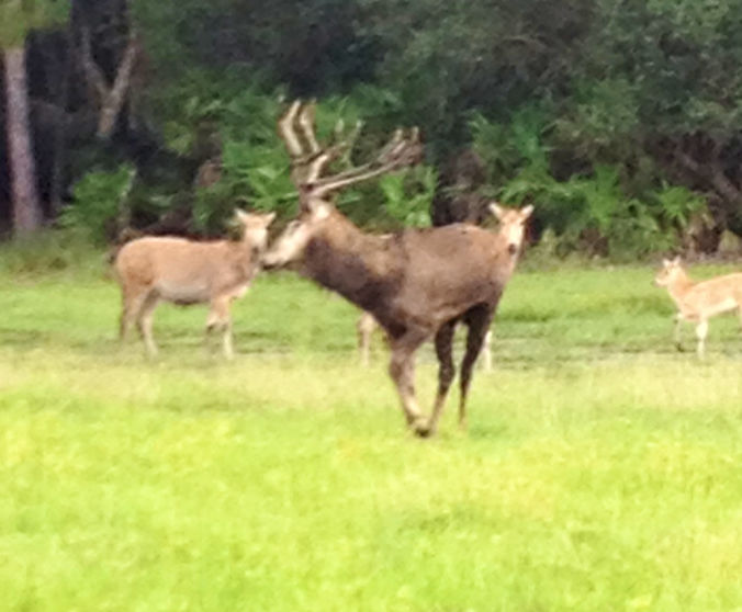 Florida Hog Hunting Alligator Axis Whitetail Hunts
