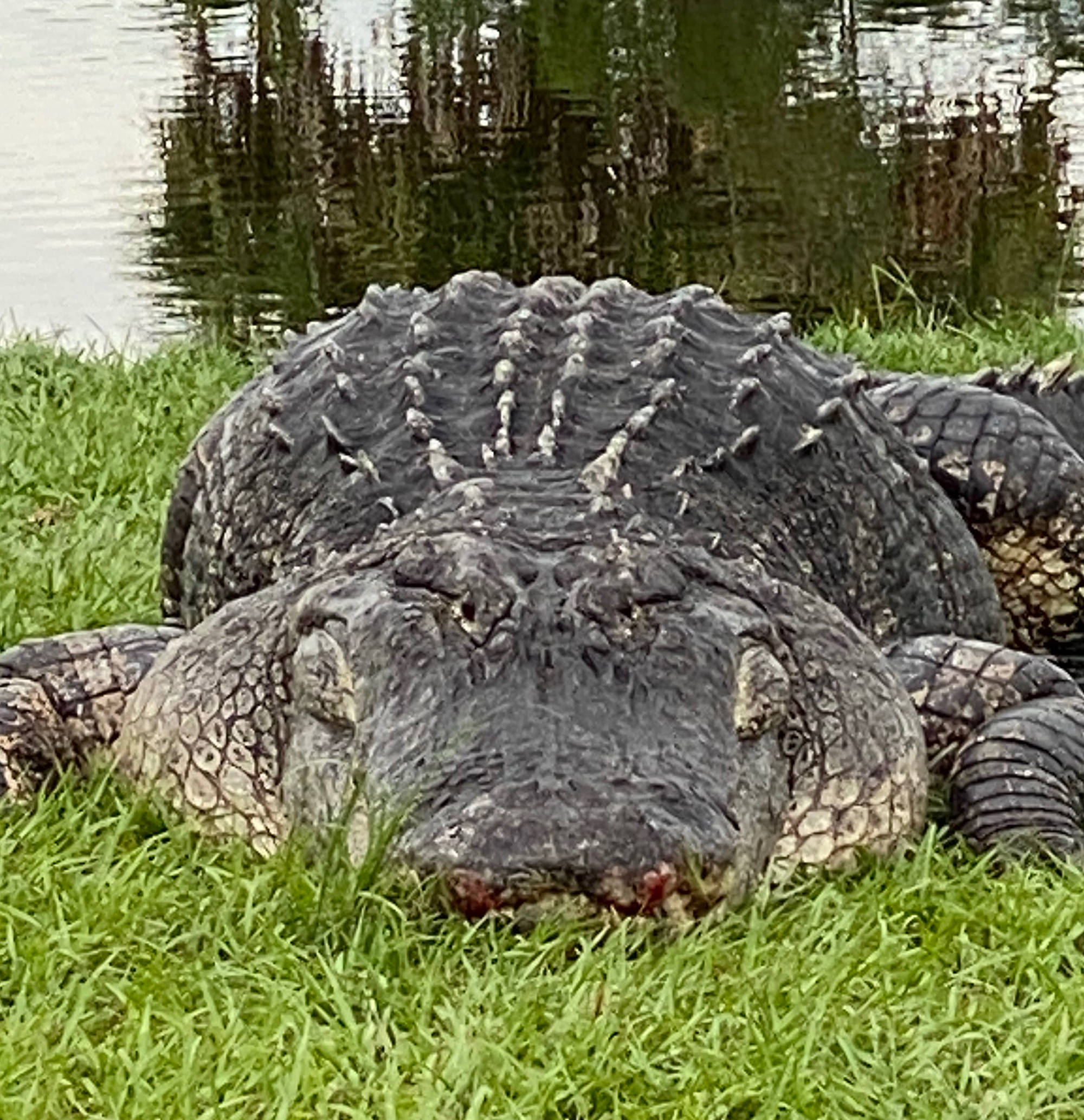 Florida Hog Hunting Alligator Axis Whitetail Hunts